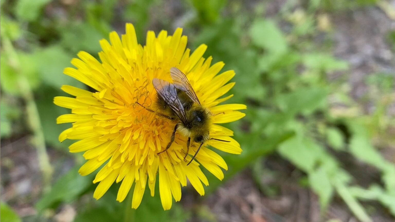 Hosting Mason Bees and Solitary Bees in Oregon – Eugene Magazine